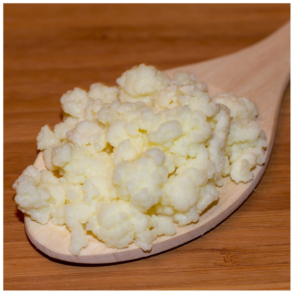 Acheter des grains de kéfir de lait (40g) Kéfir de lait naturel | Kefiralia